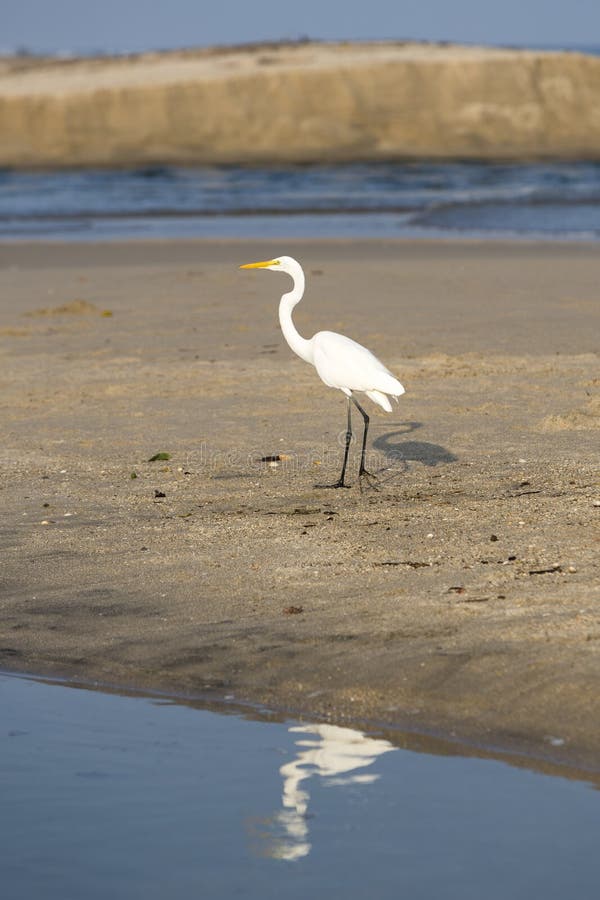 Flamingo Op Het Strand Van Palomino, Colombia Stock Foto - Image of ...