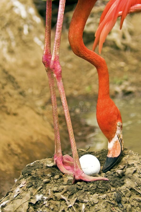 Flamingo op Nest stock foto. Image of eiland, vuil, mannetje - 28755044