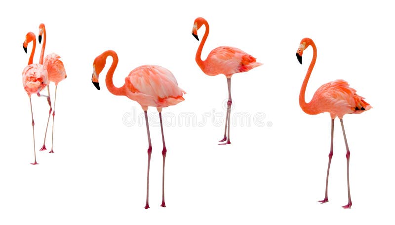 De flamingo van de vogel stock afbeelding. Image of fauna - 16231723