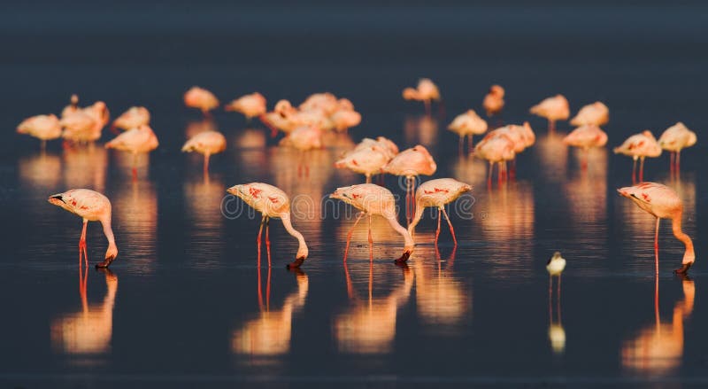 Flamingo op Zonsondergang. stock afbeelding. Image of afrikaans - 15563109