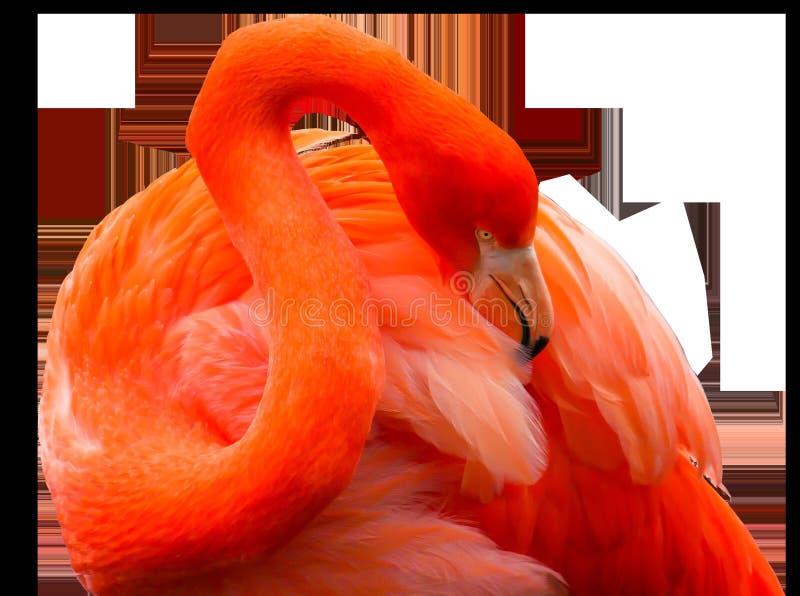 Flamingo, Orange, Vertebrate, Water Bird Picture. Image: 100342023