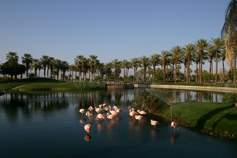 Flamingo palm tree lake stock image. Image of hotel, calm - 983195