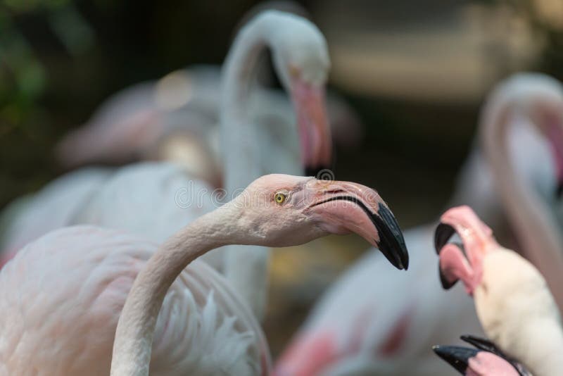 Flamingo in Peru stock photo. Image of flamingos, colorful - 119932238