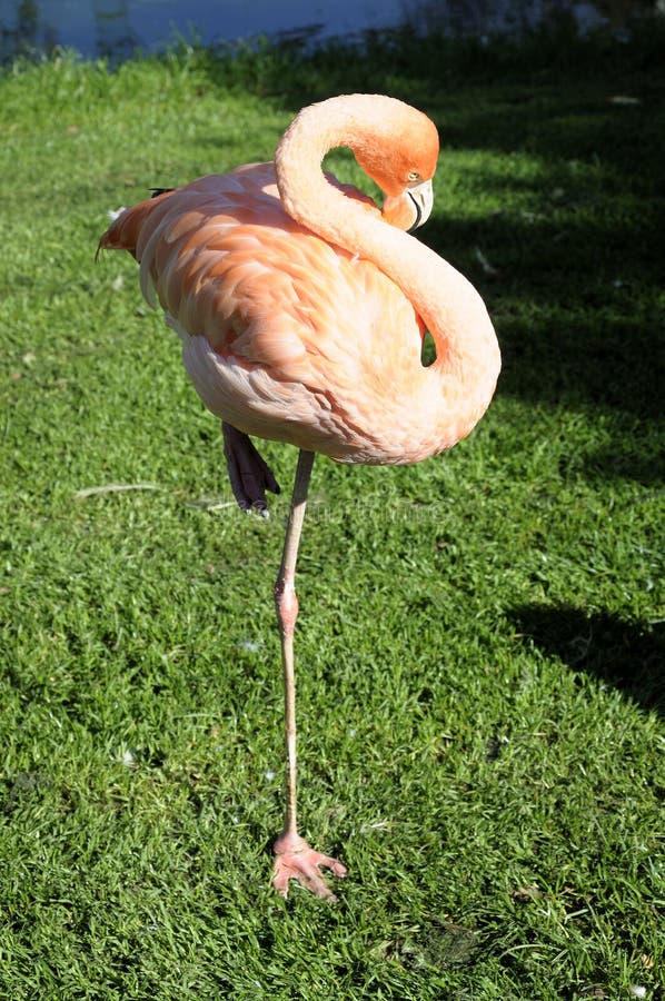 Flamingo - Phoenicopteriformes - Phoenicopteridae Stock Photo - Image ...