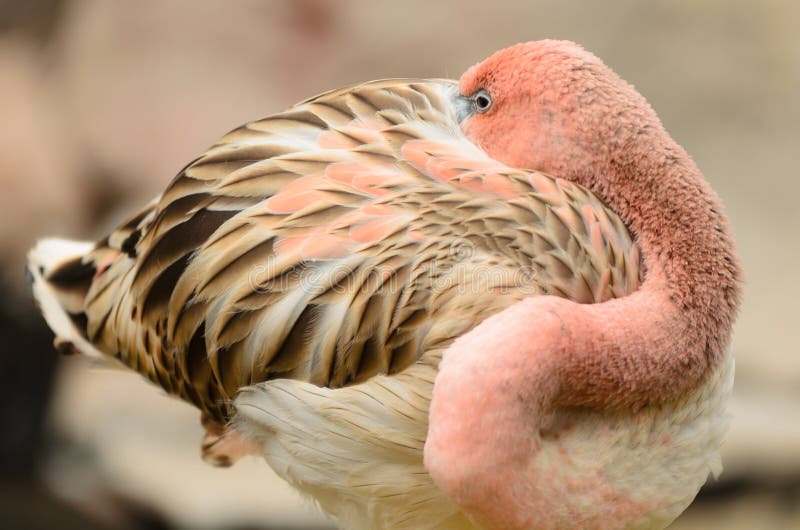Flamingo stock photo. Image of flamingo, beak, resting - 49439954