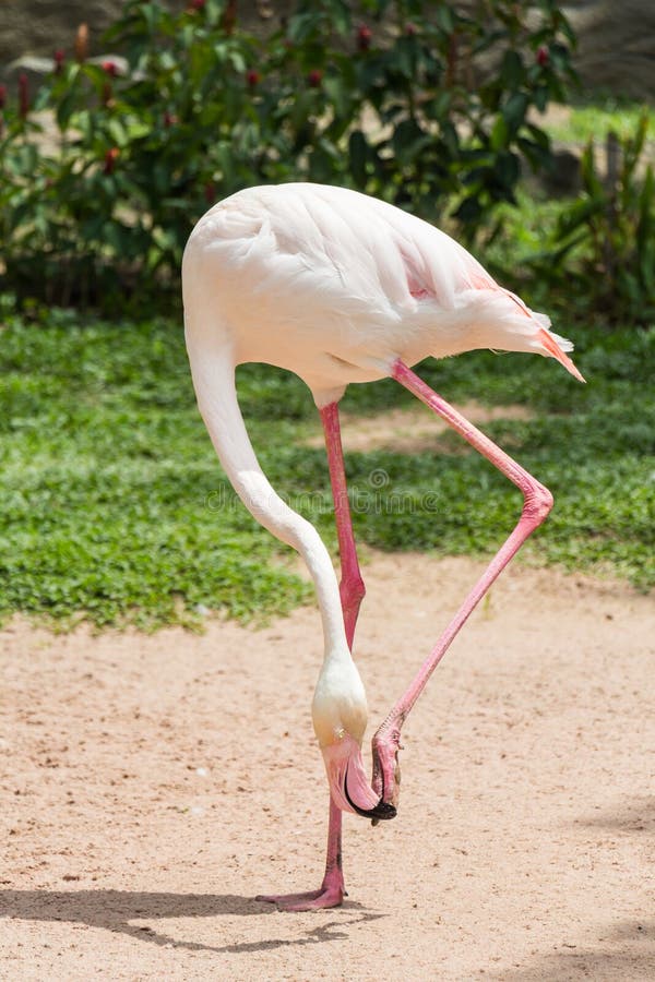 Ping flamingo birds stock image. Image of animals, nature - 77749253