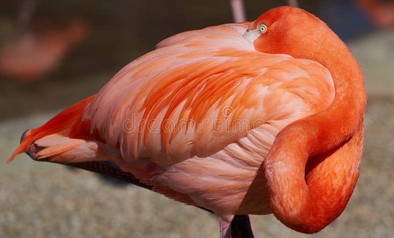 Flamingo pink bird stock photo. Image of animal, pink - 142843912