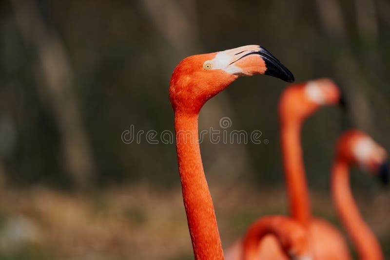 Flamingo pink bird stock image. Image of flamingo, bird - 142843849