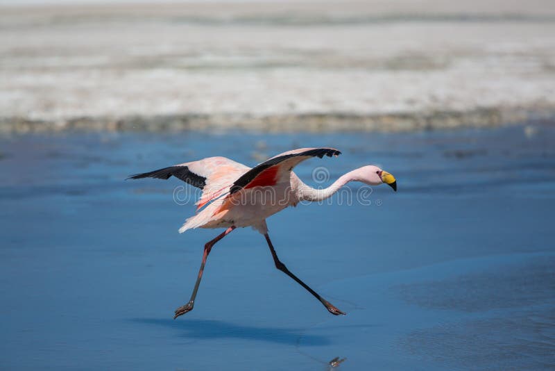 Flamingos at Atacama Desert Stock Photo - Image of life, animal: 48047220