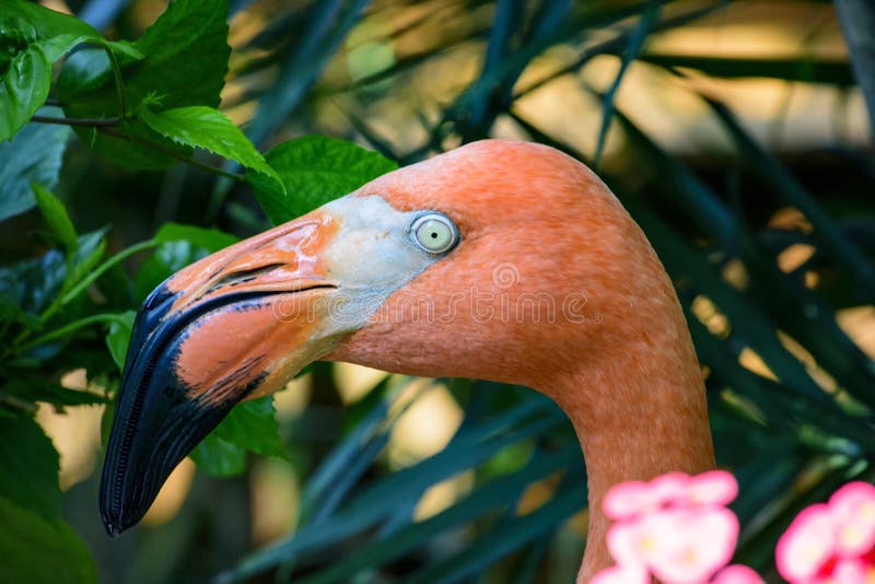 816 Flamingo Eyes Photos - Free & Royalty-Free Stock Photos from Dreamstime