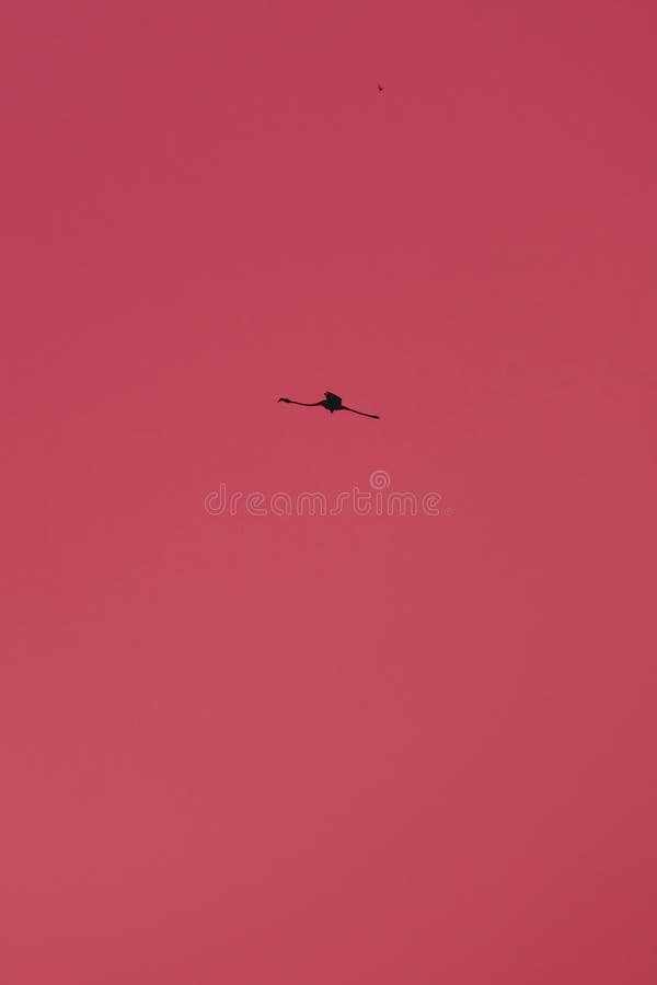 Flamingo in a pink sky stock image. Image of black, migration - 300866651