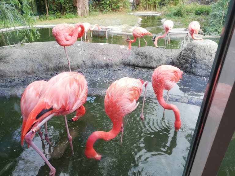 Wasser Panther Pink Stock Photos - Free & Royalty-Free Stock Photos ...