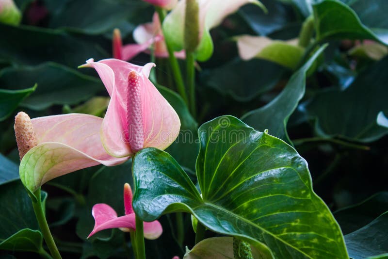 Flamingo Plant stock image. Image of focus, plant, beautiful - 26099271