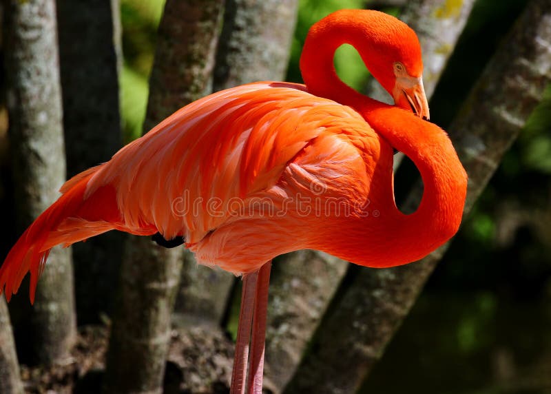 Flamingo in pond. stock image. Image of flamingo, colorfull - 67418589