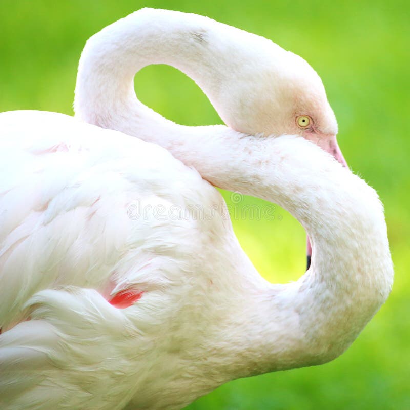 Flamingo Bending Stock Photos - Free & Royalty-Free Stock Photos from ...