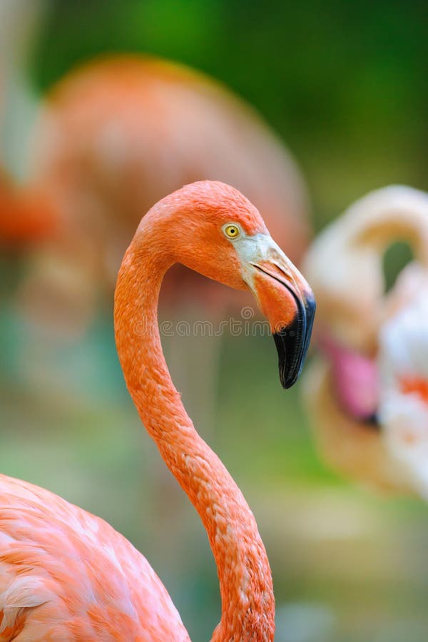 Profile American Flamingo Its Long Neck Stock Photos - Free & Royalty ...
