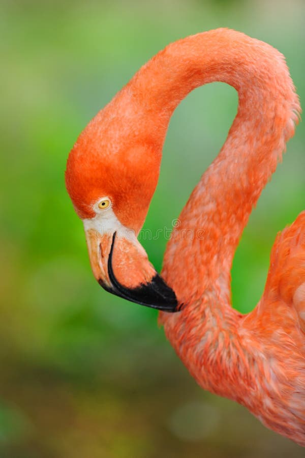 Flamingo portrait close up stock image. Image of phoenicopterus - 80212865