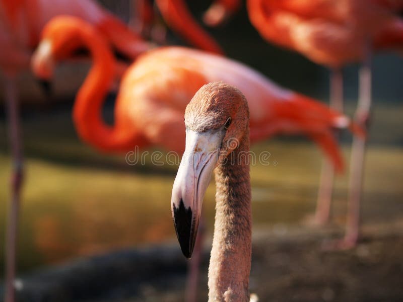 Flamingo Portrait stock photo. Image of beak, looking - 43777394