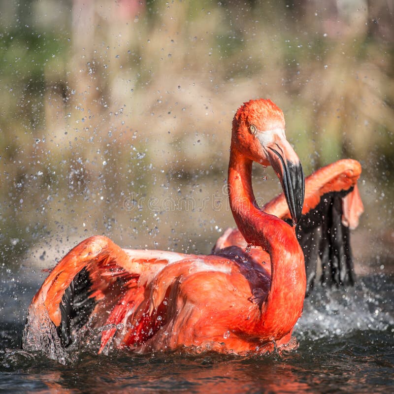 Flamingo portraits stock photo. Image of fauna, tropical - 36411782