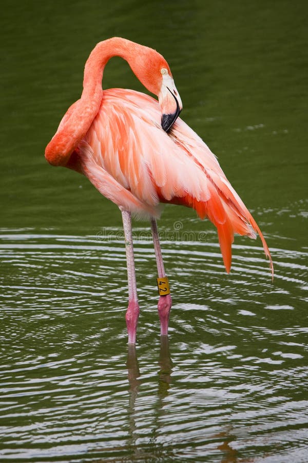 Flamingo pruning stock photo. Image of flamingos, fauna - 26427500