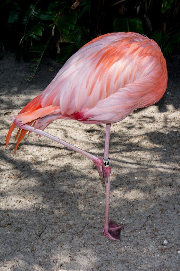 Penas Naturais Do Flamingo, Coral E Close-up Azul Da Tendência Da Cor ...