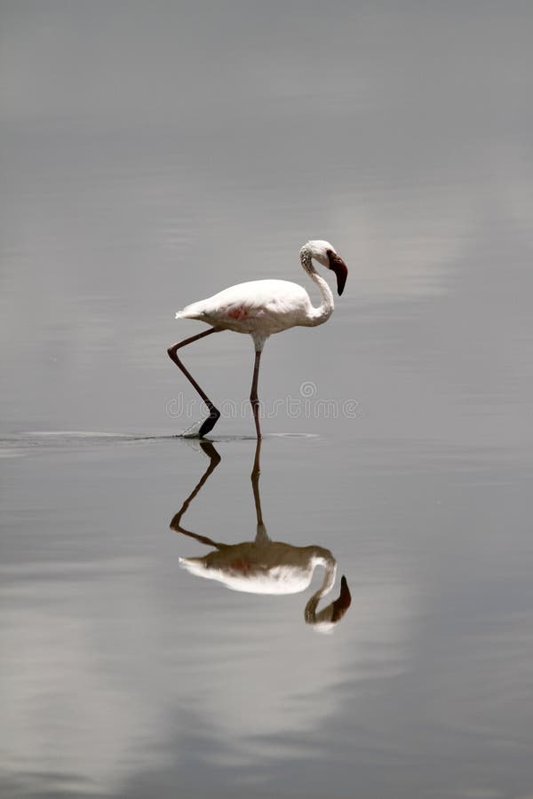 Flamingo Reflection stock image. Image of lesser, neck - 23857569