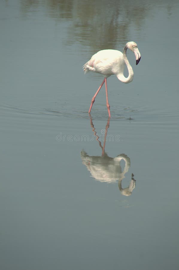 Flamingo reflection stock image. Image of lagoon, blue - 68396463