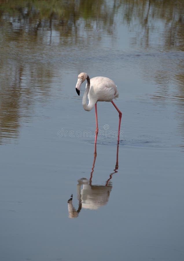 Flamingo reflection stock image. Image of feathers, walking - 68396751