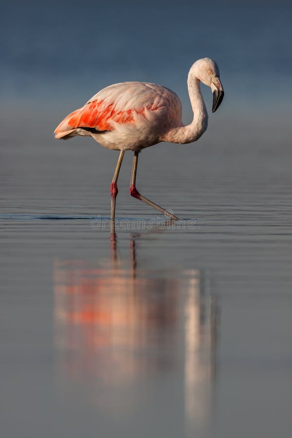 Flamingo stock image. Image of reflection, vertical, flamingo - 74288963