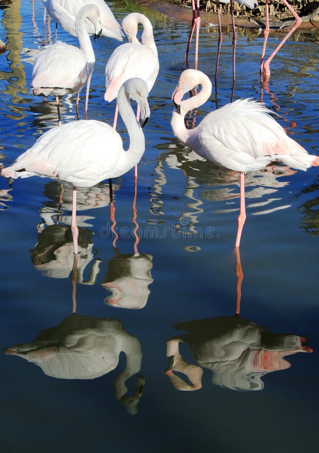 Flamingo Reflections stock photo. Image of wildlife, birds - 23565634