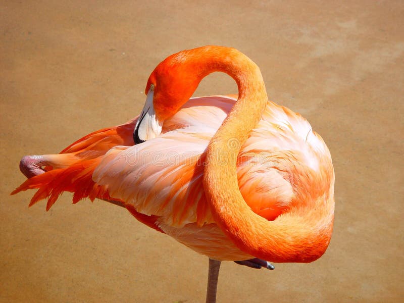 Flamingo, Resting with One Leg Up Stock Photo - Image of vibrant ...