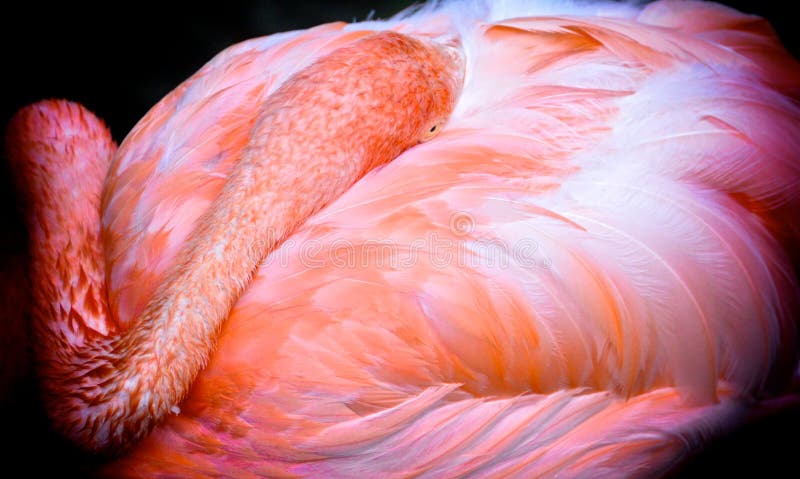 Flamingo Resting stock image. Image of resting, morning - 43523115