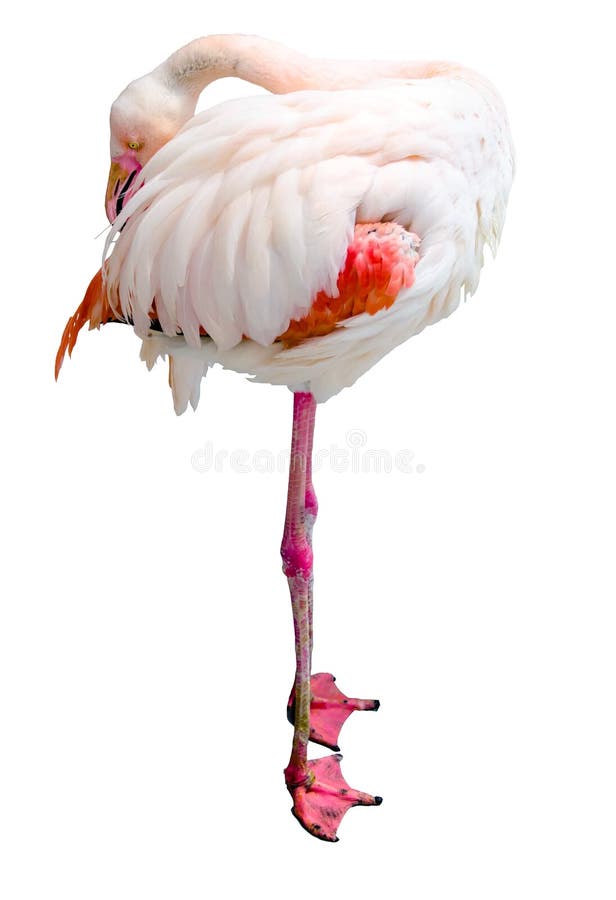 Flamingo, Resting with One Leg Up Stock Photo - Image of vibrant ...