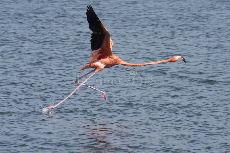 The Flamingo Runs on Water with Splashes Stock Photo - Image of head ...