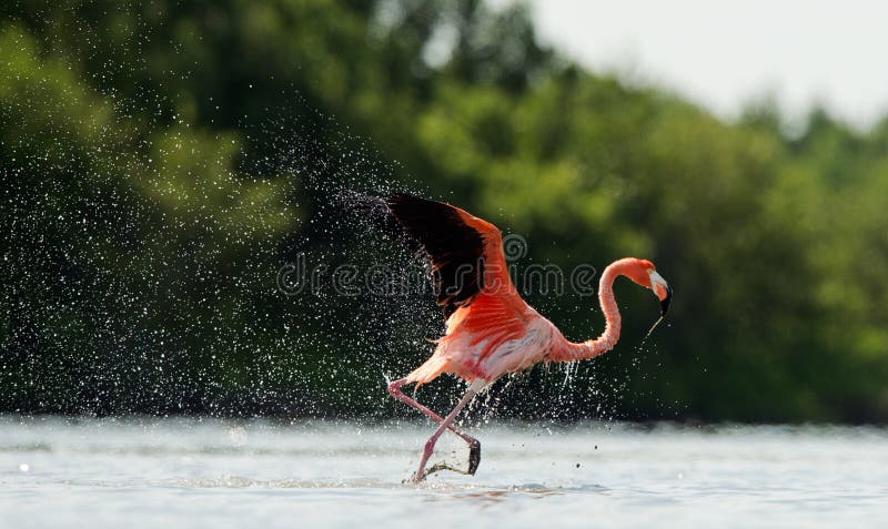 The Flamingo Runs On Water With Splashes Stock Image - Image of exotic ...