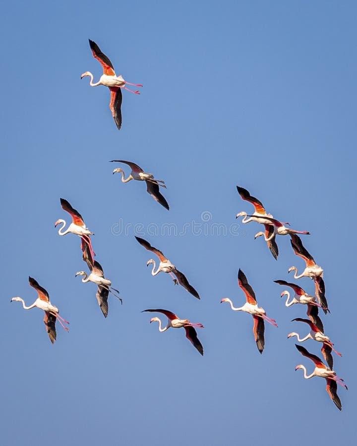 Flamingo`s Flock in the Sky Stock Image - Image of group, flamingo ...