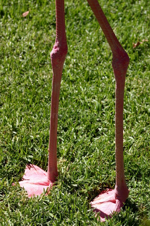 Flamingo s legs stock image. Image of bird, webbed, towering - 90579