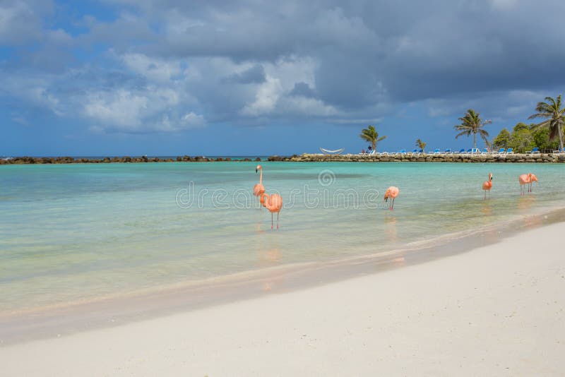 Flamingo's op het strand stock afbeelding. Image of strand - 81426767