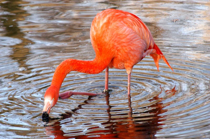 Flamingo Scratching Its Head Stock Image - Image of closeup, black: 483419