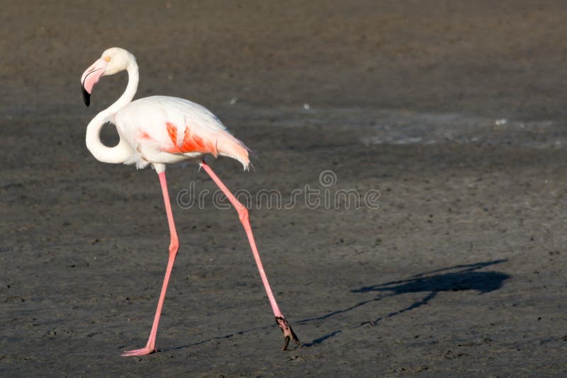 Flamingo with shadow stock photo. Image of shadow, wildlife - 59688036