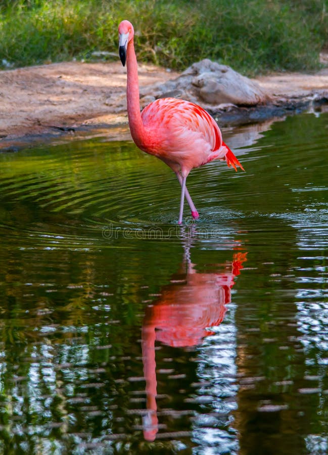 Flamingo stock photo. Image of beauty, lioness, fisher - 83411186