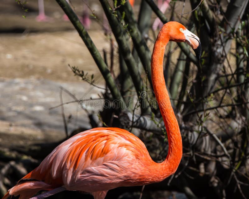 Flamingo stock image. Image of birds, ornithology, beautiful - 62620463