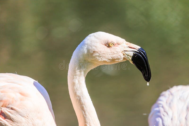 Flamingo Head stock image. Image of mouth, wildlife, open - 7732545