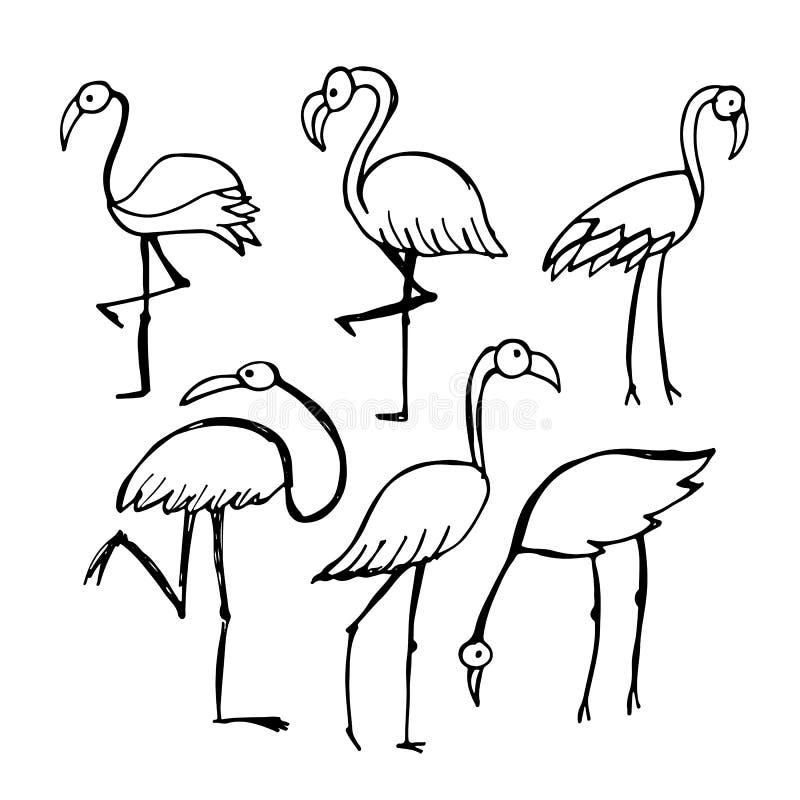 Flamingo, Sketch for Your Design Stock Vector - Illustration of line ...
