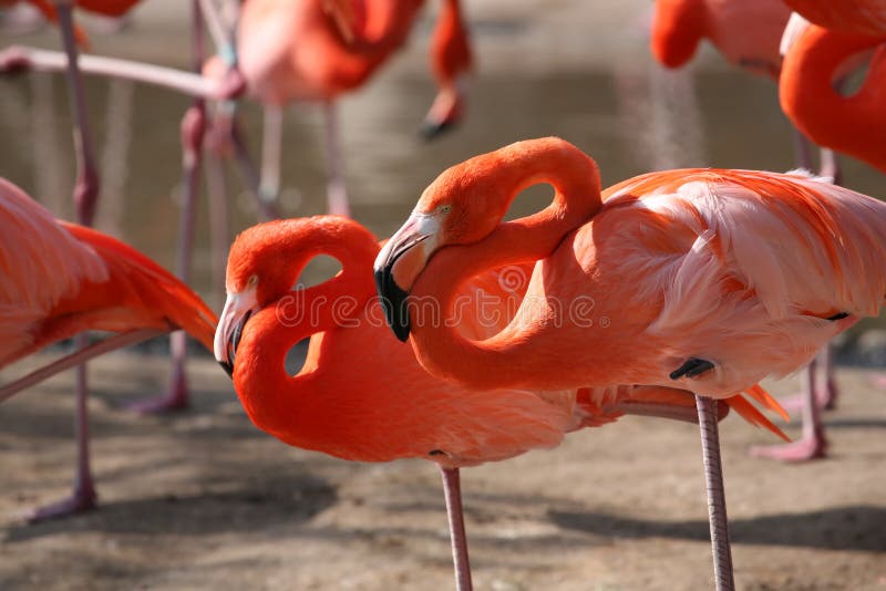 Flamingo sleeping stock photo. Image of bird, sleep, rest - 10804822