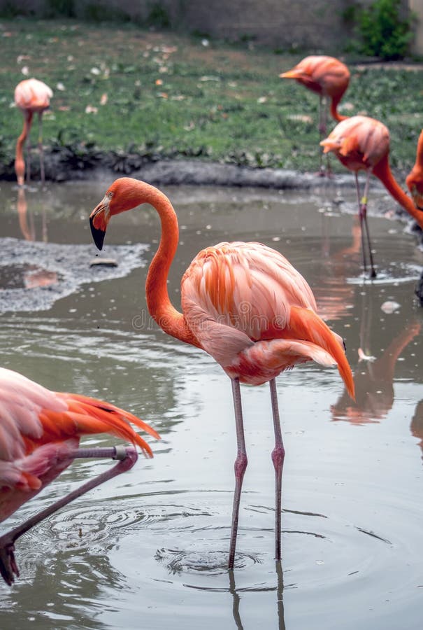 726 Small Flamingos Photos - Free & Royalty-Free Stock Photos from ...