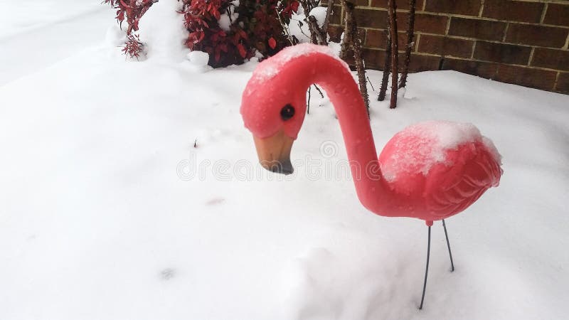 Flamingo in the Snow stock image. Image of january, february - 50757195