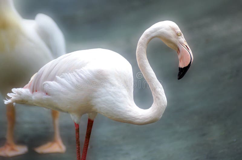 Flamingo stock image. Image of pure, harmony, pink, bird - 33305669