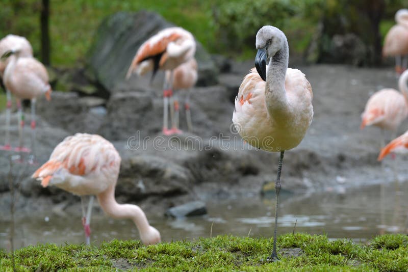 Flamingo standing stock photo. Image of head, flamingos - 28481778