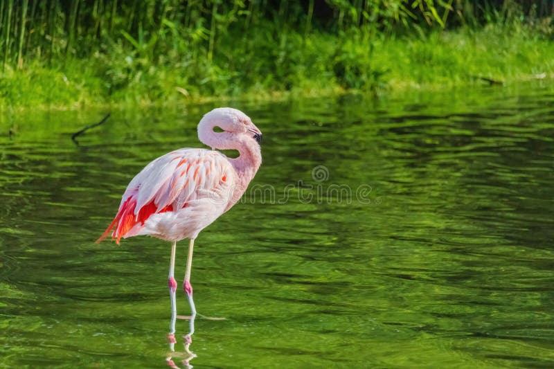 A Flamingo is Standing in a Body of Water Stock Photo - Image of nature ...
